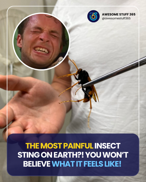 The Insects Behind the World's Most Painful Sting