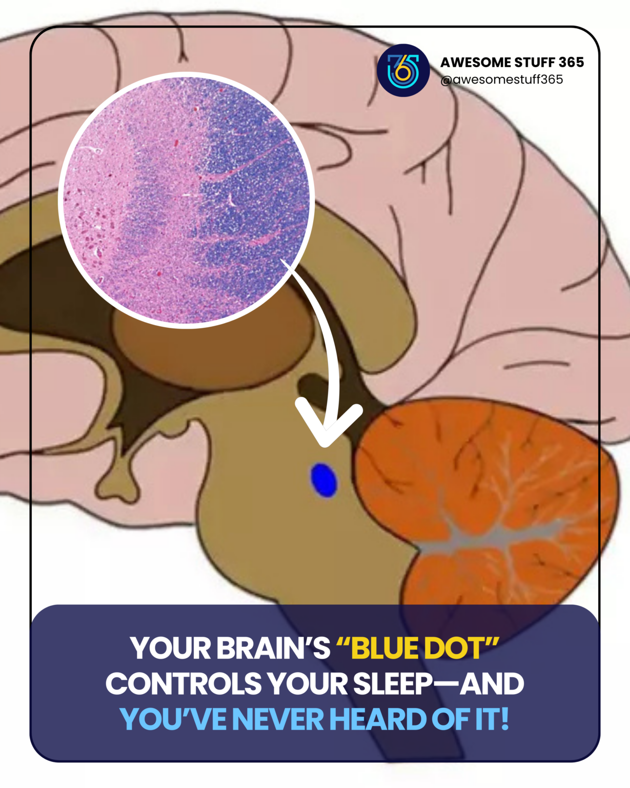 The Brain’s Blue Dot: How the Locus Coeruleus Controls Your Sleep