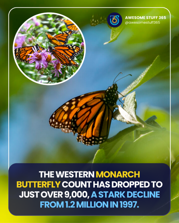 Monarch Butterfly Populations Near Record Lows: Winter Counts Sound Alarm