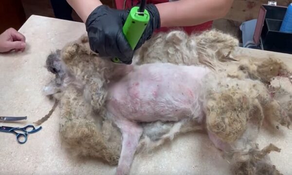 Neglected Dog Covered in 3 Pounds of Matted Fur Gets Incredible ...