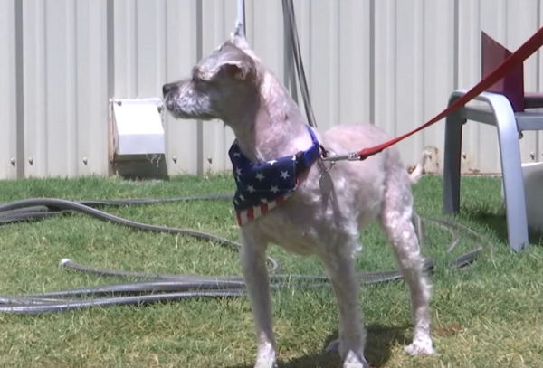 Neglected Dog Covered in 3 Pounds of Matted Fur Gets Incredible ...