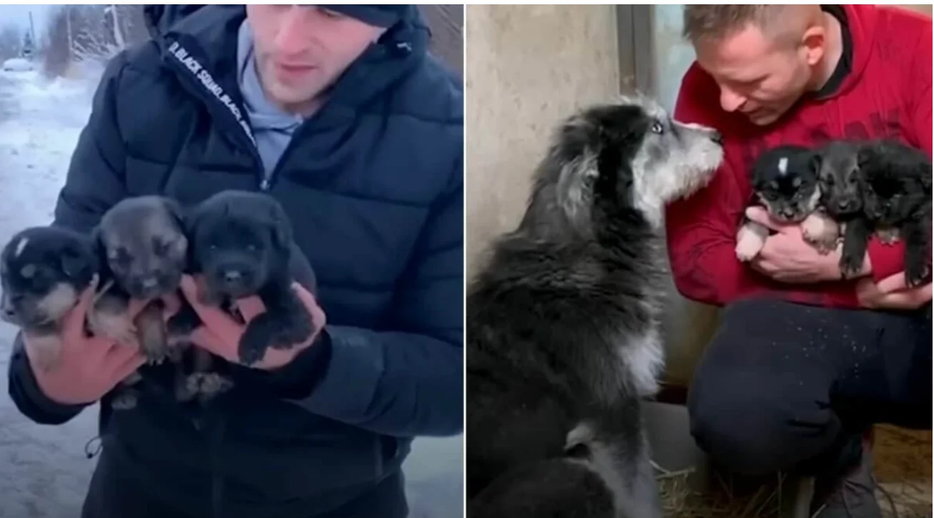 Mama Dog Begs Man to Save Her Puppies From the Freezing Cold — And What ...