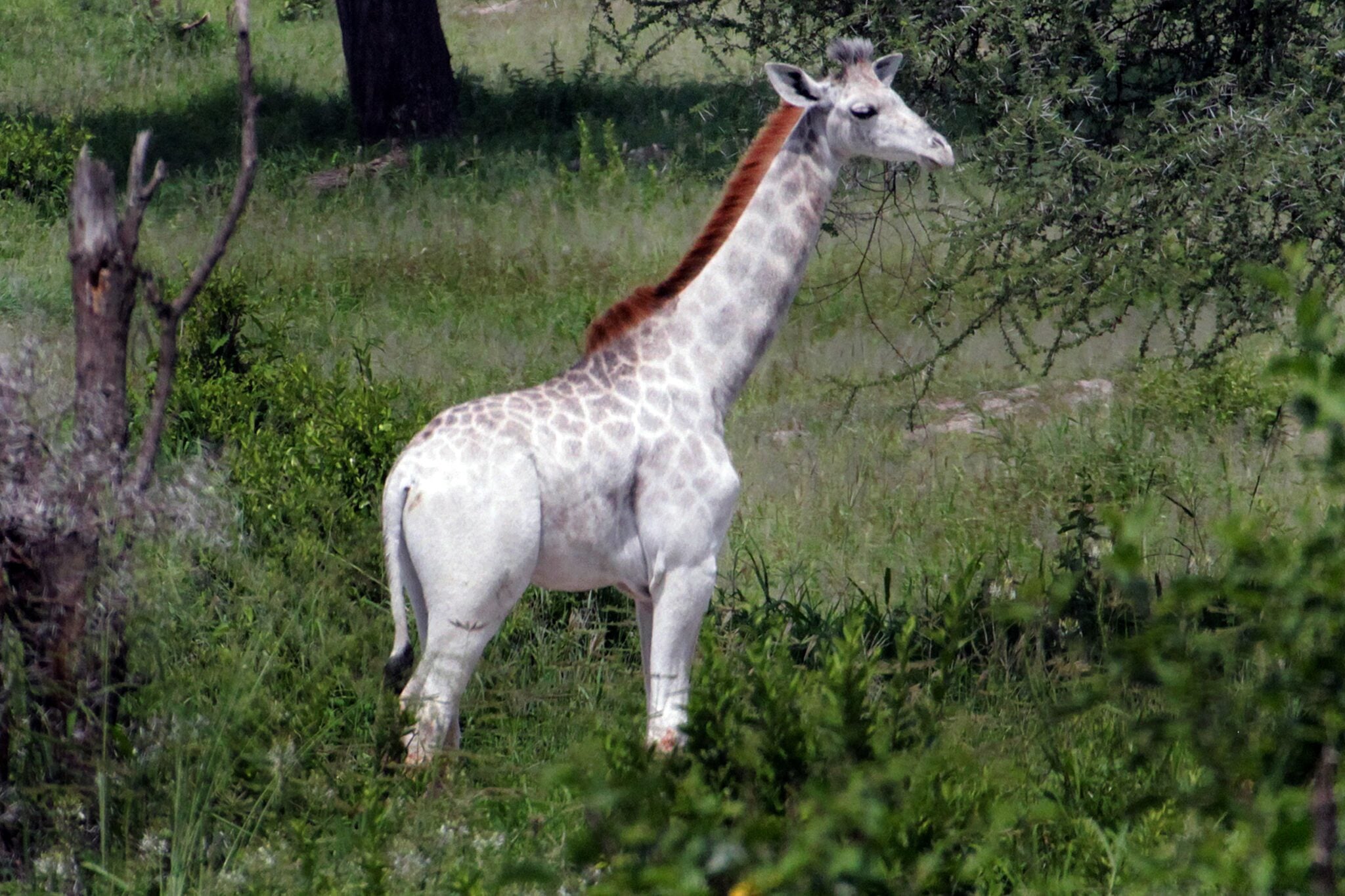 The Last Known ‘All-White’ Giraffe Is Now Under 24-Hour Watch to ...
