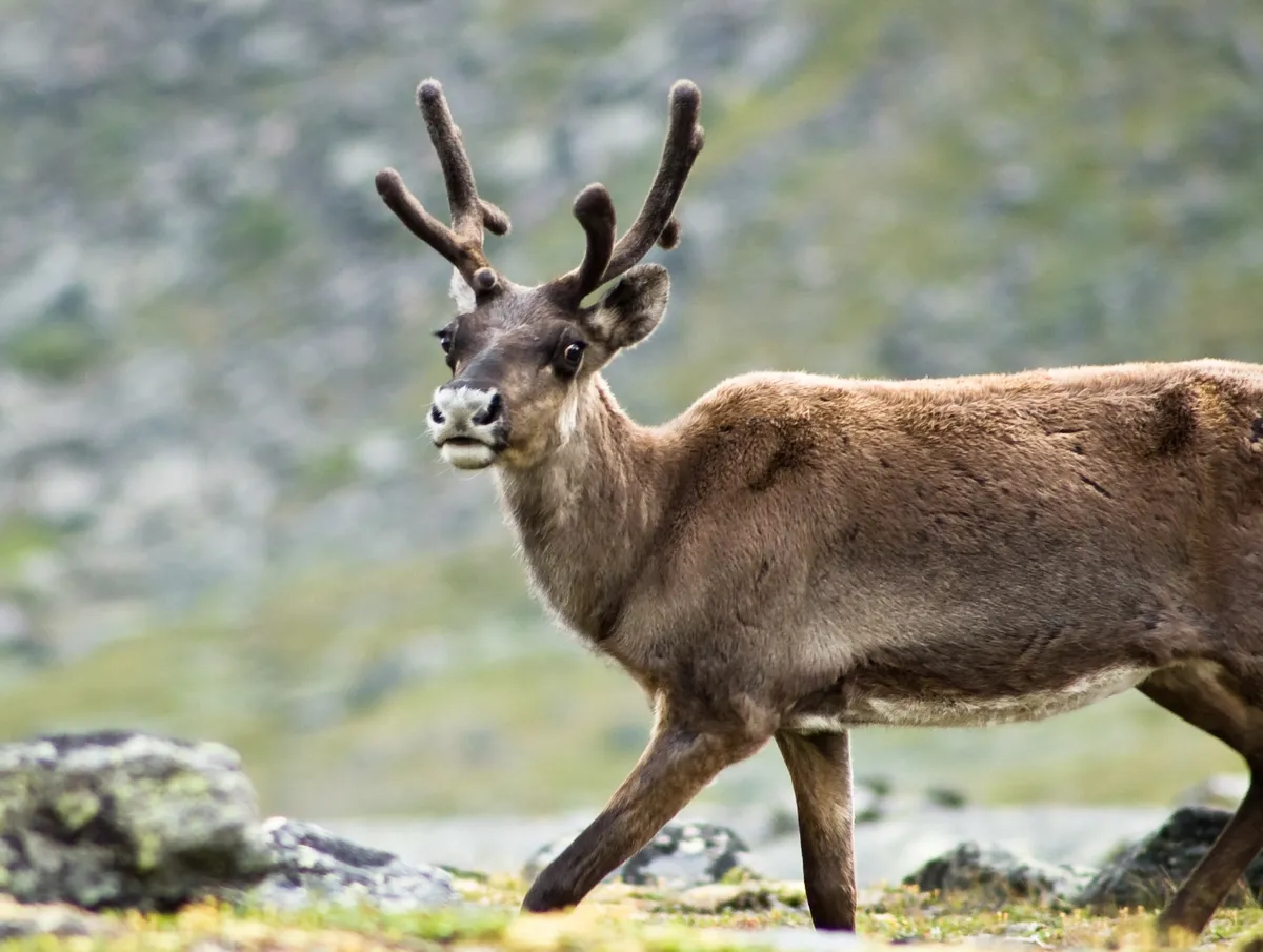 Why Reindeer Eyes Turn Gold in Summer and Blue in Winter — The Stunning ...