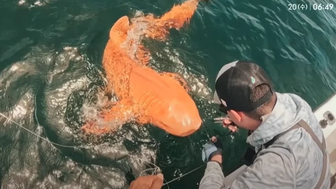 Look! A Rare Orange Nurse Shark With Ghostly White Eyes Was Spotted Off ...