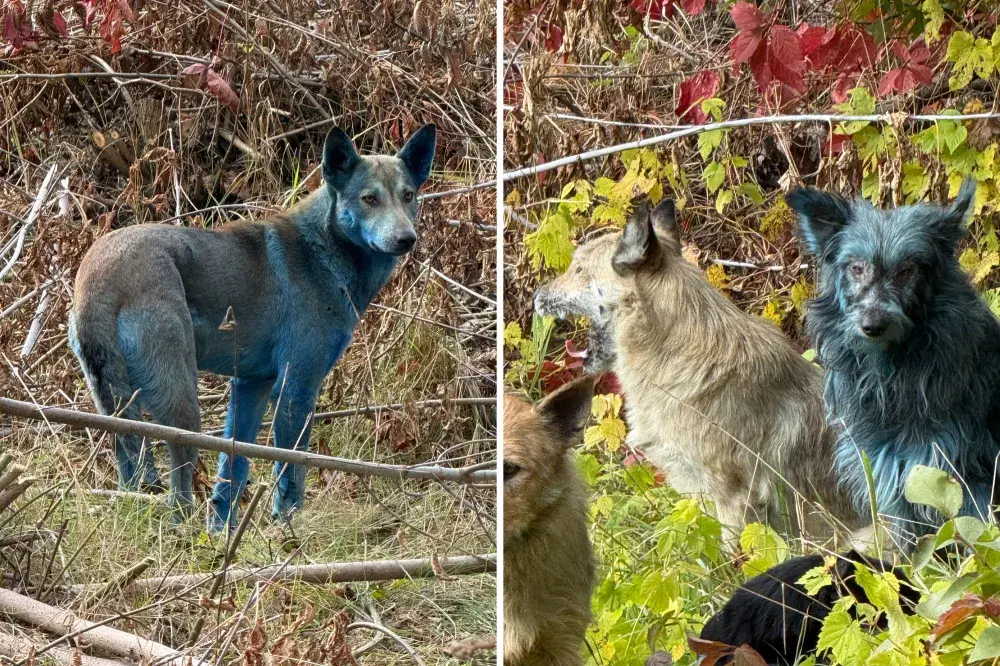 The Blue Dogs of Chernobyl: A Shocking Mystery in the World’s Most ...