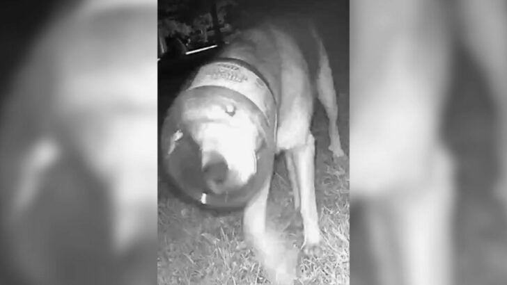 What They Found in the Michigan Woods: A Stray Dog Trapped in a Jar ...