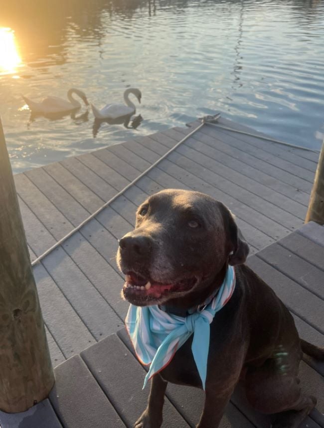 When Dogs Learn to Play Uno: The New York Video That Shocked the Internet