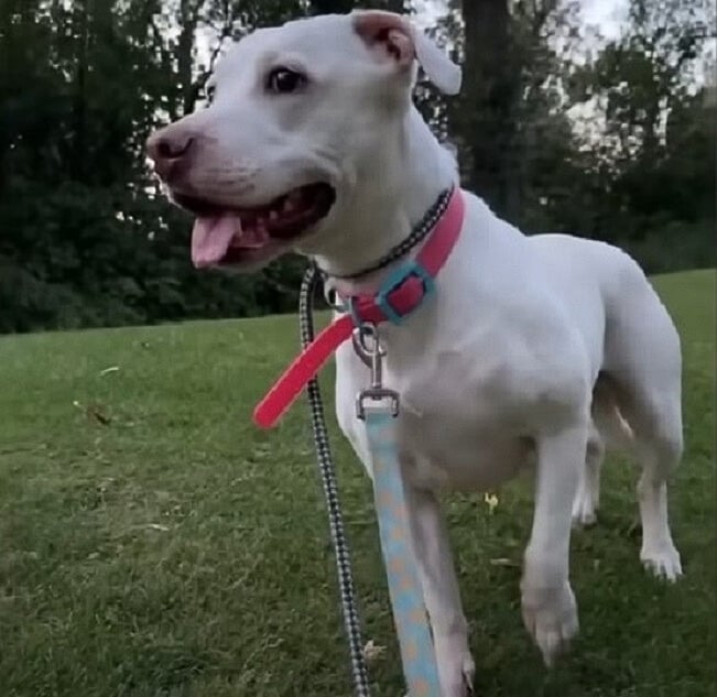 The North Carolina Dog Too Afraid to Be Touched — Until One Rescuer ...