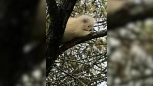 A Family Stumbled Upon a Rare Albino Animal Hidden Deep in the Forest ...