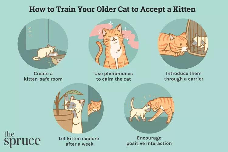 How to Help Your Older Cat Accept a New Kitten: The Ultimate Guide to a ...