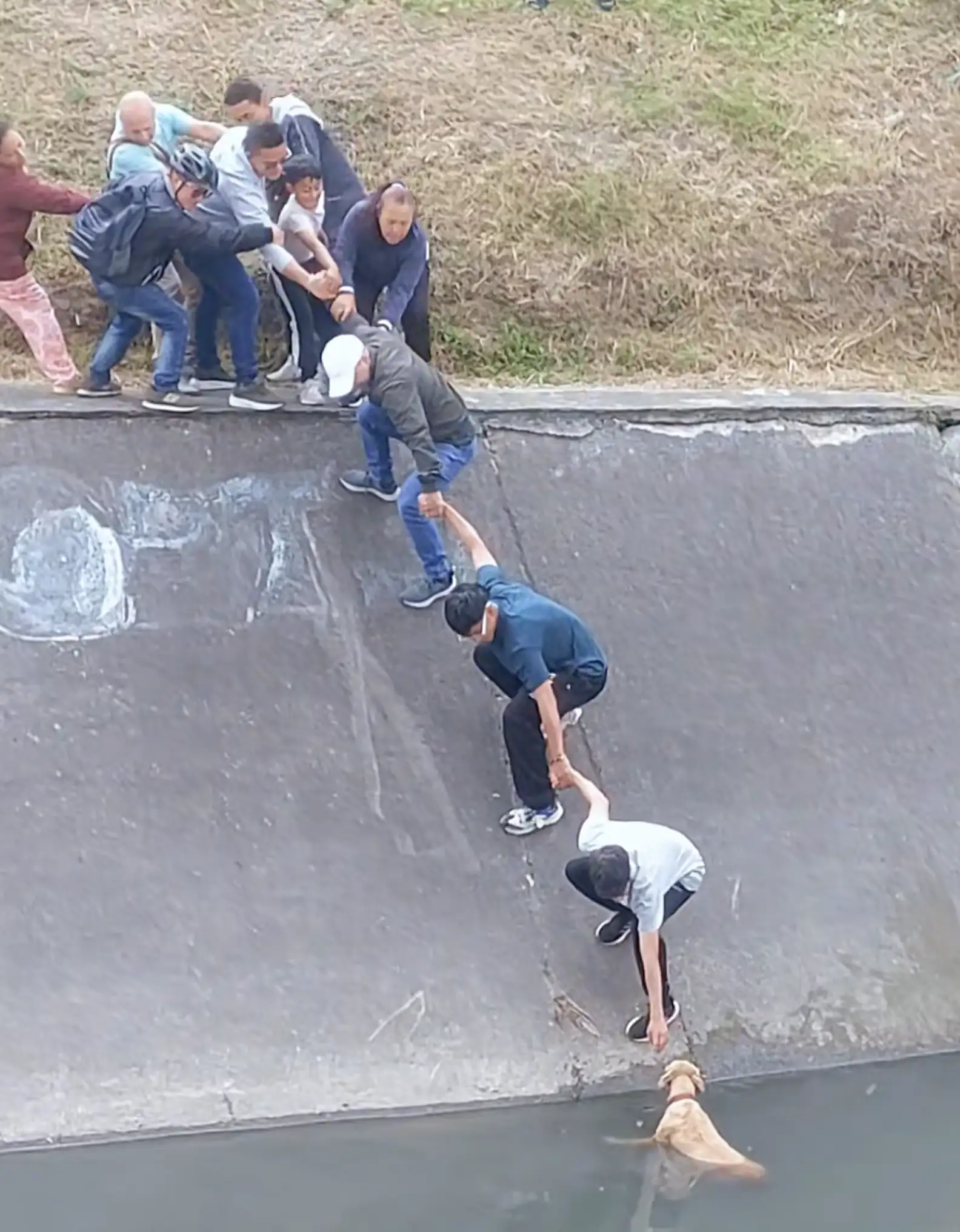 Neighbors Form a Human Chain to Save a Dog Trapped in a Canal — A ...