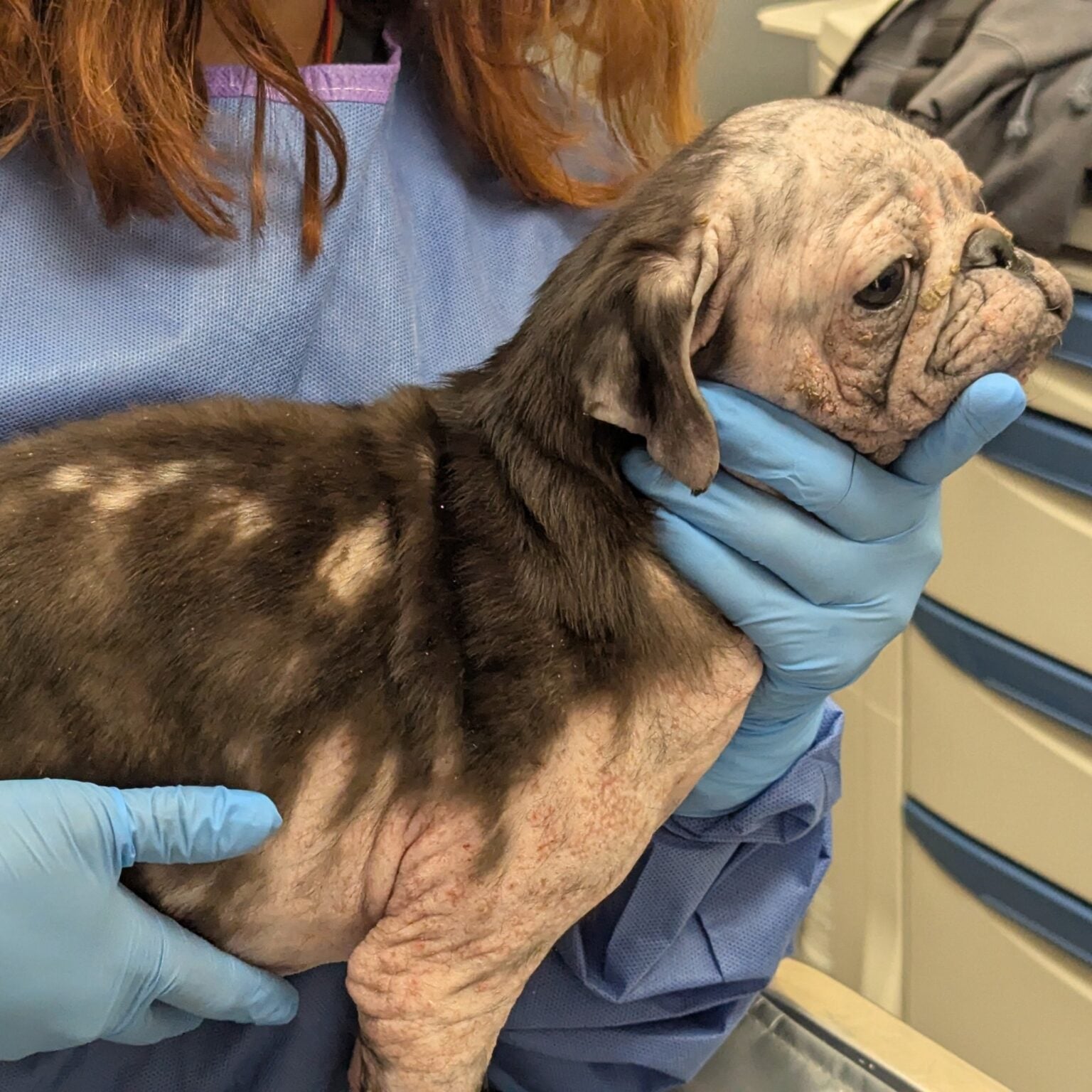 Wrinkly, Pink Puppy with Cracked Skin Undergoes a Complete ...