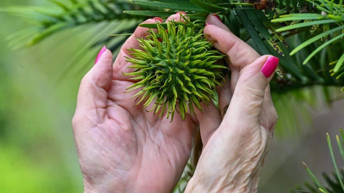 Ancient Tree from the Dinosaur Era Bears Fruit in Retired Couple's Yard