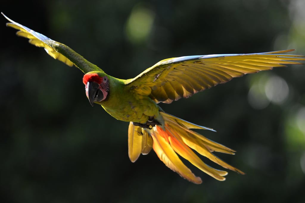 Costa Rica Bans Trophy Hunting Nationwide