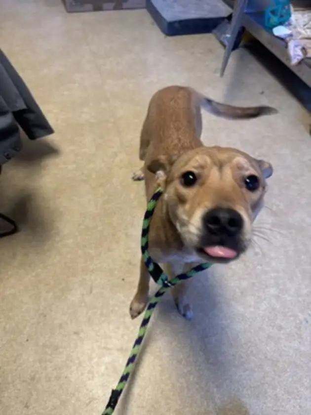 Shelter Workers Discover a Taped-Up Box Left Outside on a Freezing ...