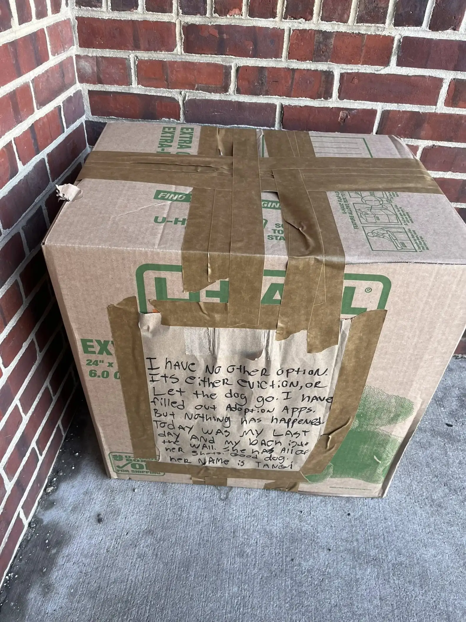 Shelter Workers Discover a Taped-Up Box Left Outside on a Freezing ...
