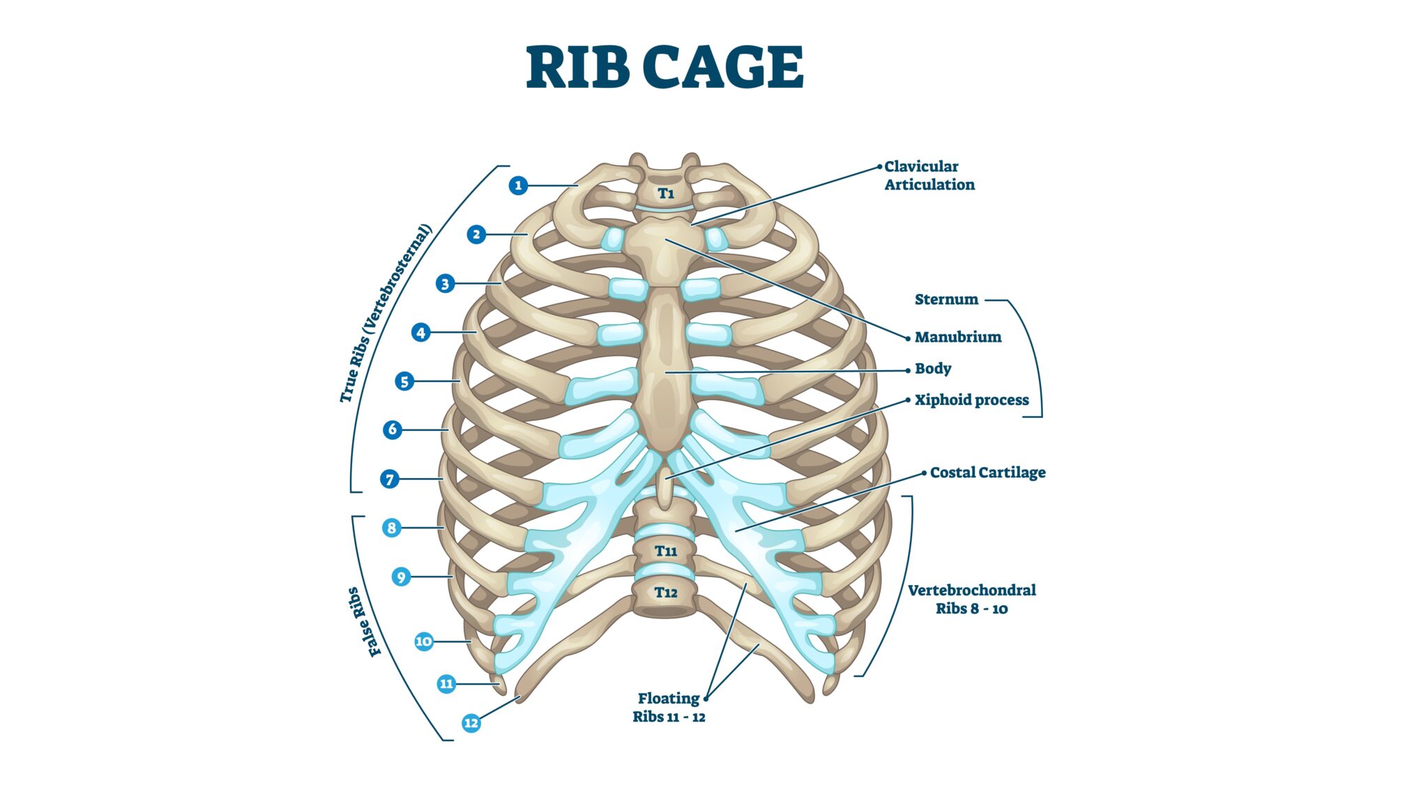 Debunking the Myth About Human Ribs and Biblical Creation