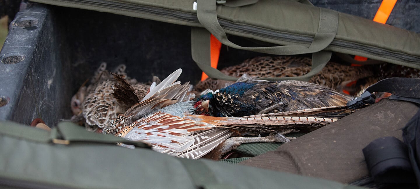 French Government Backs Down on Ban of Endangered Bird Hunting, Urgent ...